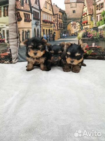 Очень красивые щеночки йоркширский терьер