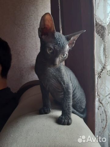 Донской сфинкс, котёнок