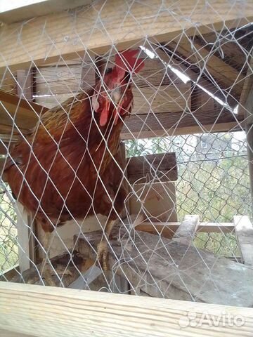 Куры петухи
