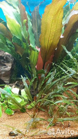 Эхинодорус Филипова