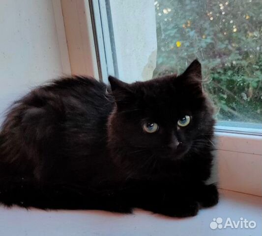 Кошечка Марго ищет дом