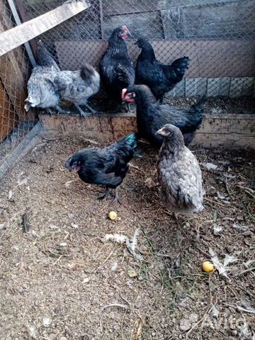 Курочки молодки