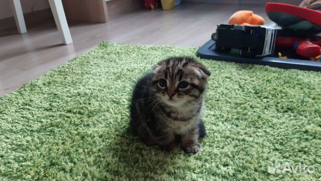 Шотландская вислоухая кошка