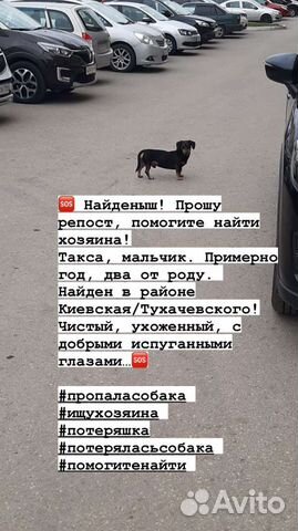 Такса Потерялся