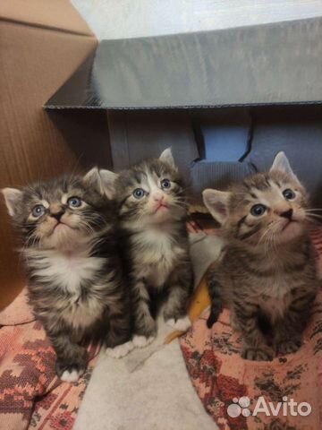 Котятки 1 мес