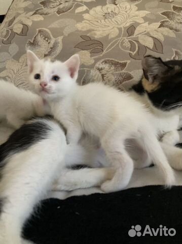 Кошка