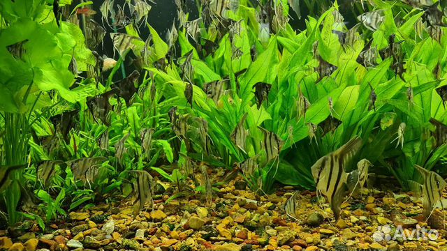 Скалярии 5 - 8 см