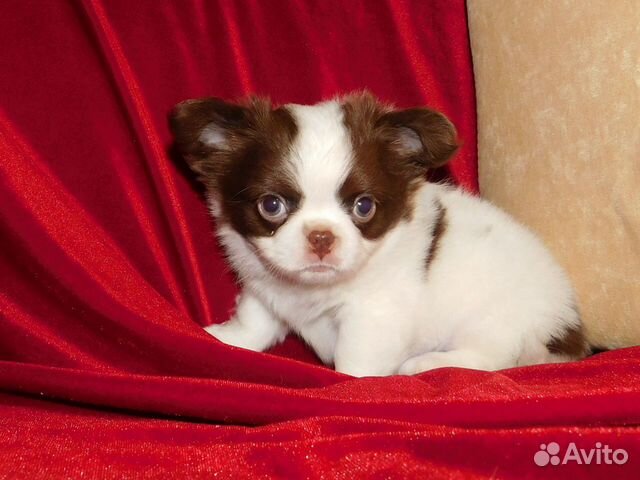 Кирюша- мальчик чихуахуа