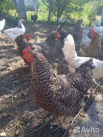 Куры несушки