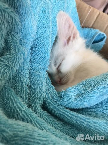 Отдам в добрые руки котенка