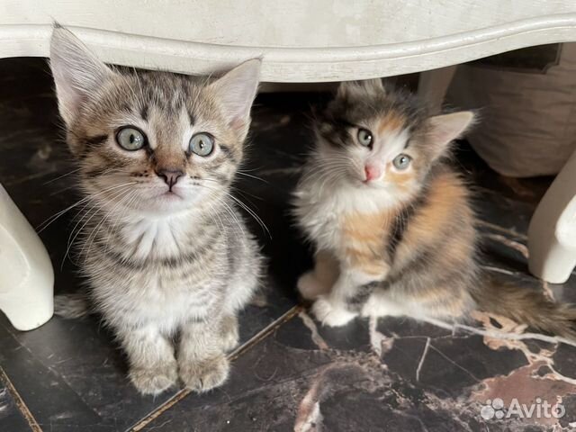 Красивые котята от домашней кошки в дар