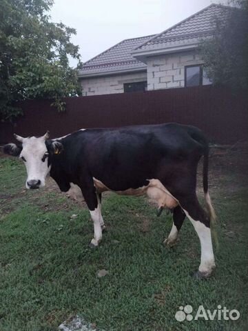 Корова дойная