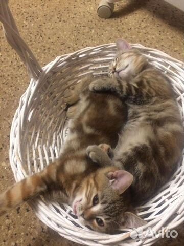 Котята