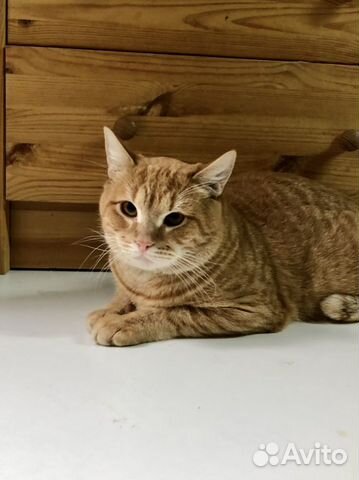 Кеша котенок