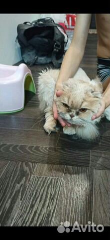 Кошка