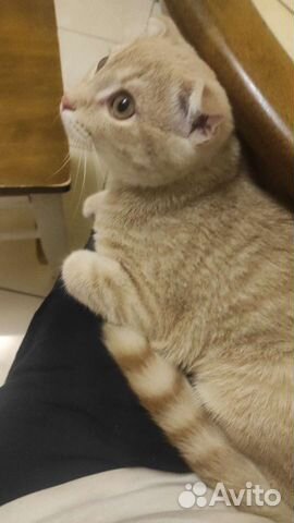 Котеночек мальчик