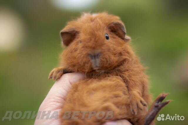 Тедди девочка морская свинка