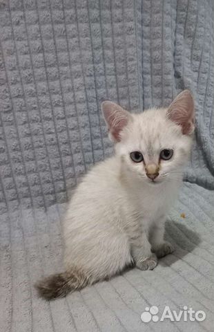 Курильский бобтейл кошка