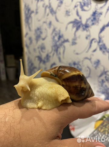 Улитка Ахитина