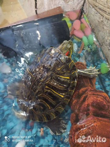 Черепаха красноухая