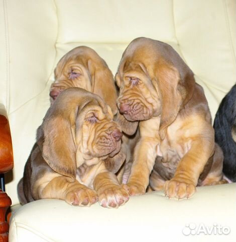 Бладхаунда щенки