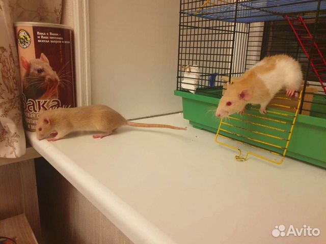 Крысы в добрые руки