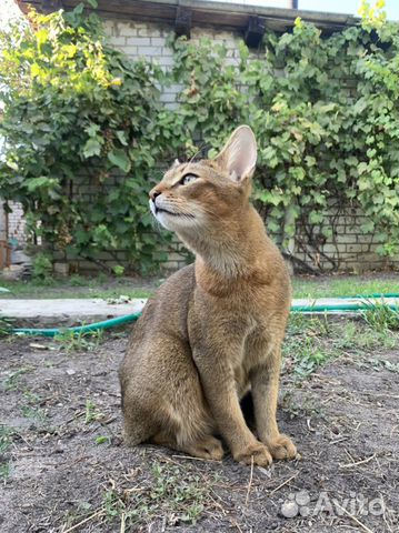 Чаузи вязка