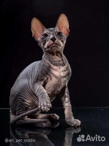 Донской сфинкс котята