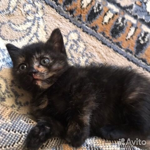 Полубританский котёнок