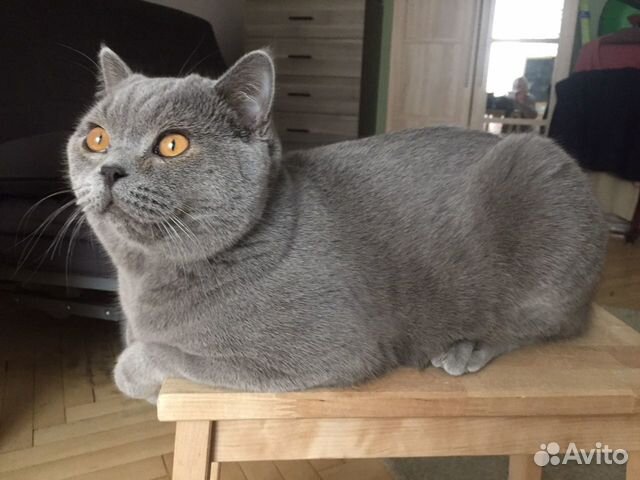 Британец вязка