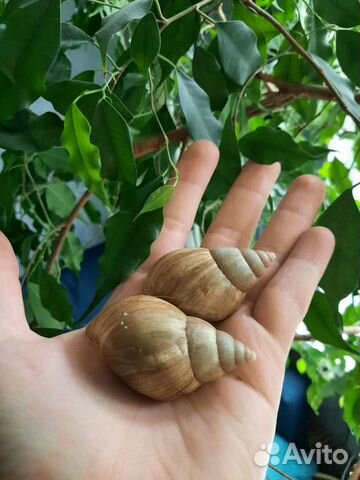 Улитки ахатины