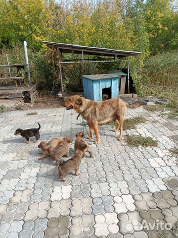 Щенок в добрые руки бесплатно