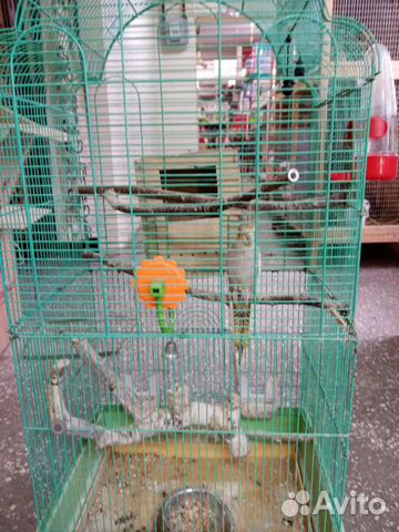 Карелла пара