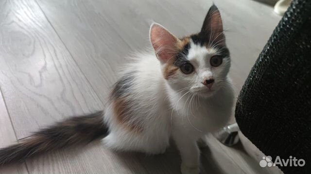 Отдам котенка