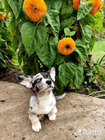 Фотосессия с Вельш-корги эксклюзивно