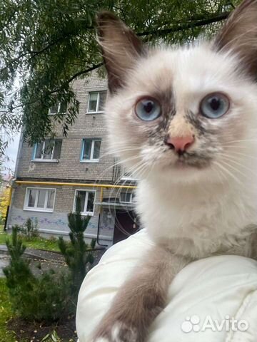 Невская маскарадная