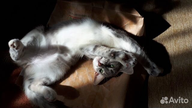 Кошечка Фаня