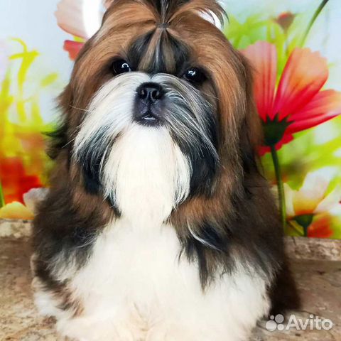 Роскошная девочка ши-тцу