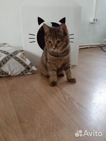 Кошка в добрые ладошки