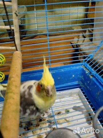 Попугай корелла