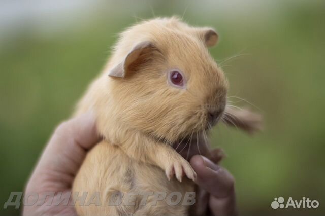 Мальчик морской свин кремовый
