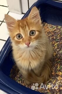Рыжий Лисенок - котенок мальчик в Добрые руки)