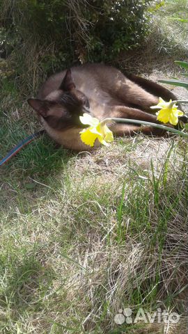 Сиамский кот