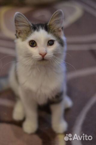 Кнопка 3,5 мес