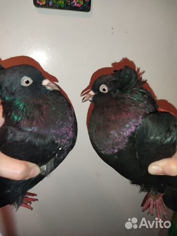 Голуби бакинские бойные