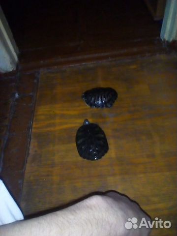 Отдам даром двух красноухих черепах