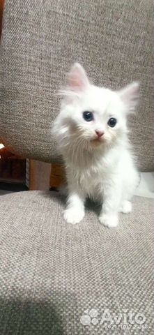 Шотландские прямоухие котята