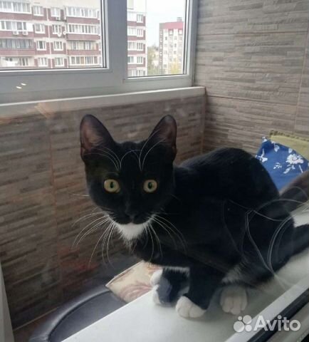 Котенок девочка