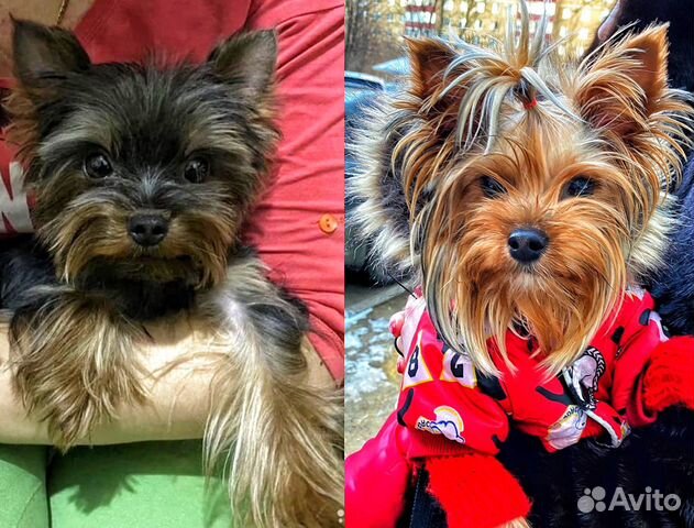 Йоркширский терьер щенки