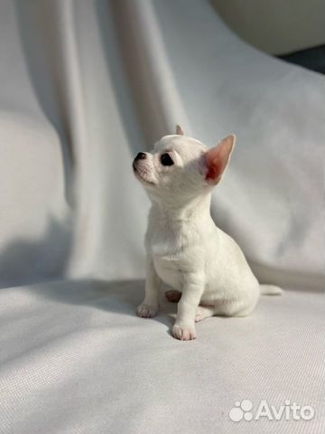 Щенок чихуахуа мальчик